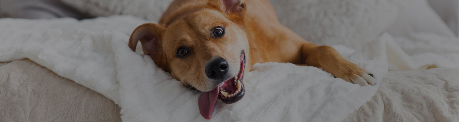 Kennel Cough Causes, Symptoms & Treatment – Trudell Animal Health