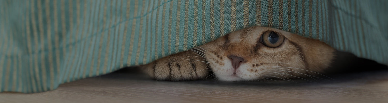 Breathing Problems In Cats (Dyspnea) – Trudell Animal Health