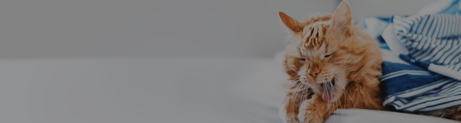 Common Causes of Coughing in Cats – Trudell Animal Health