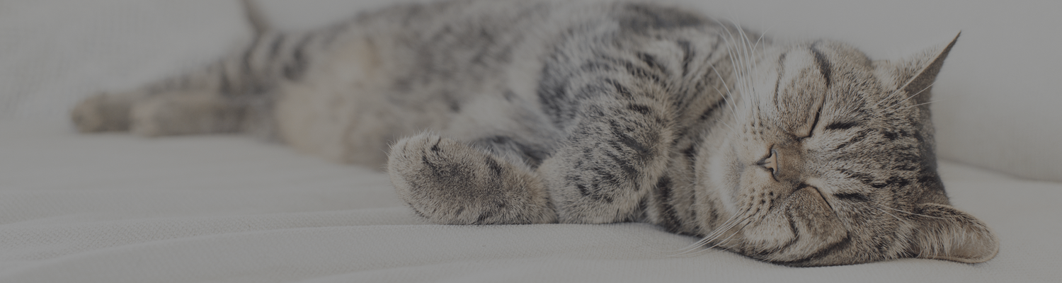 Treating Asthma In Cats: Medications, Efficacy, & Side Effects ...