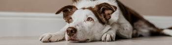What Is Dog Flu: Signs & Symptoms, And How To Treat It – Trudell Animal ...
